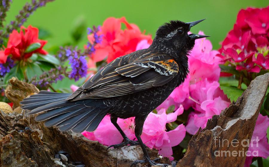 Red-Winged Blackbird Photograph by Charles Trinkle - Fine Art America