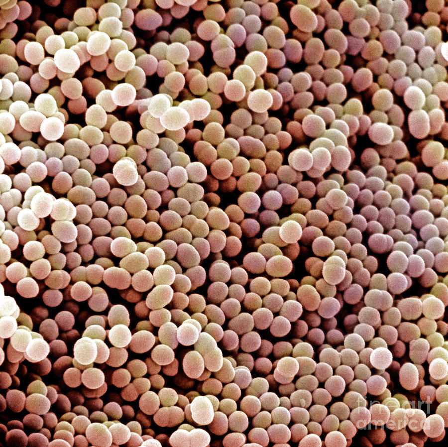 Staphylococcus Aureus Photograph by David M. Phillips