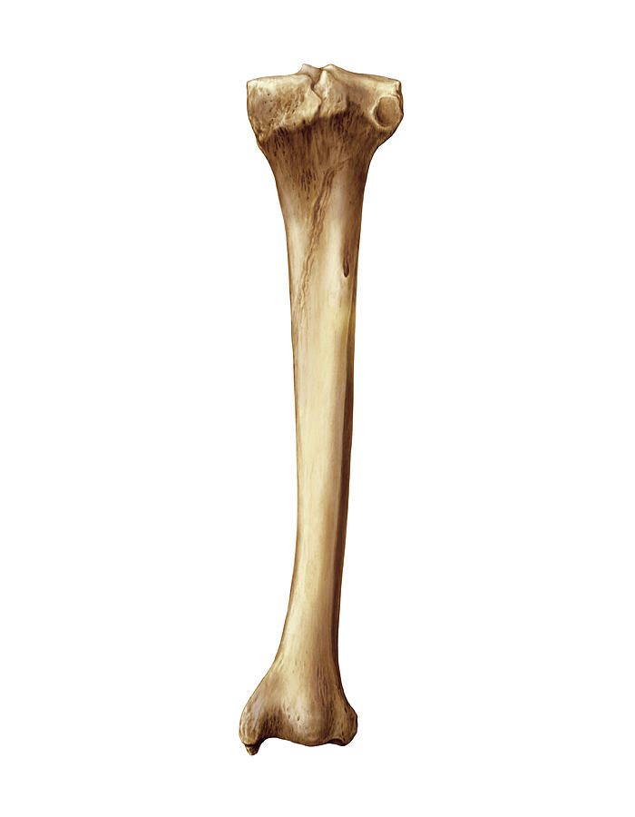 Tibia Photograph by Asklepios Medical Atlas - Pixels