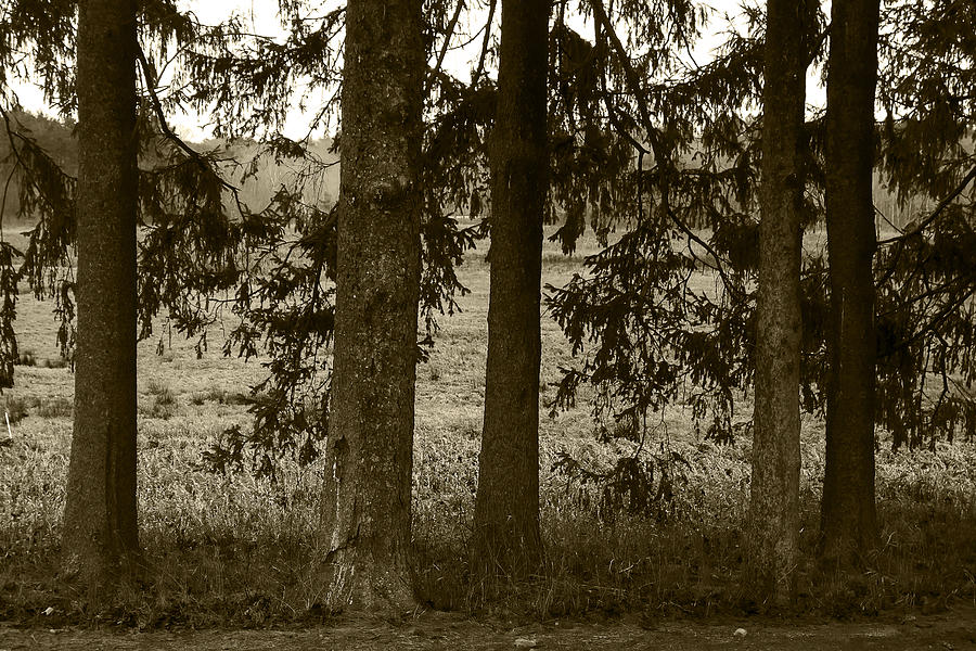 5 Trees Photograph by David Stone | Fine Art America