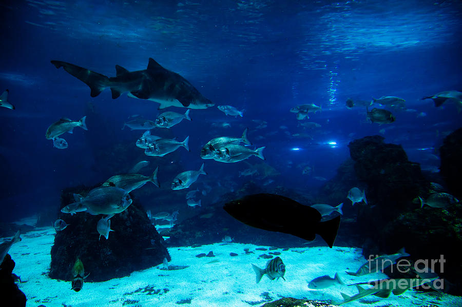 Underwater view Photograph by Michal Bednarek - Fine Art America