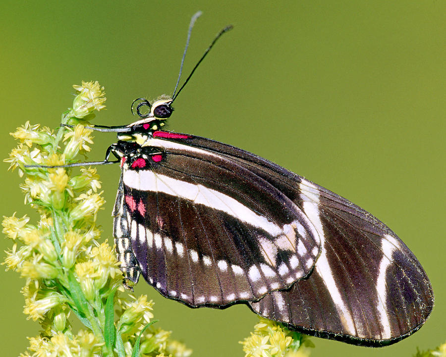 Zebra Longwing Heliconius Charithonia Photograph by Millard H. Sharp ...