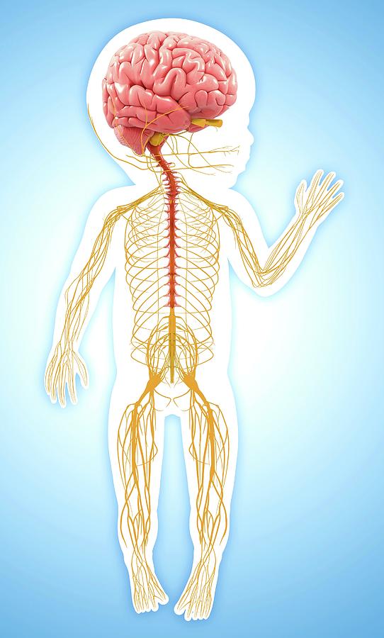 Baby's Nervous System #50 by Science Photo Library