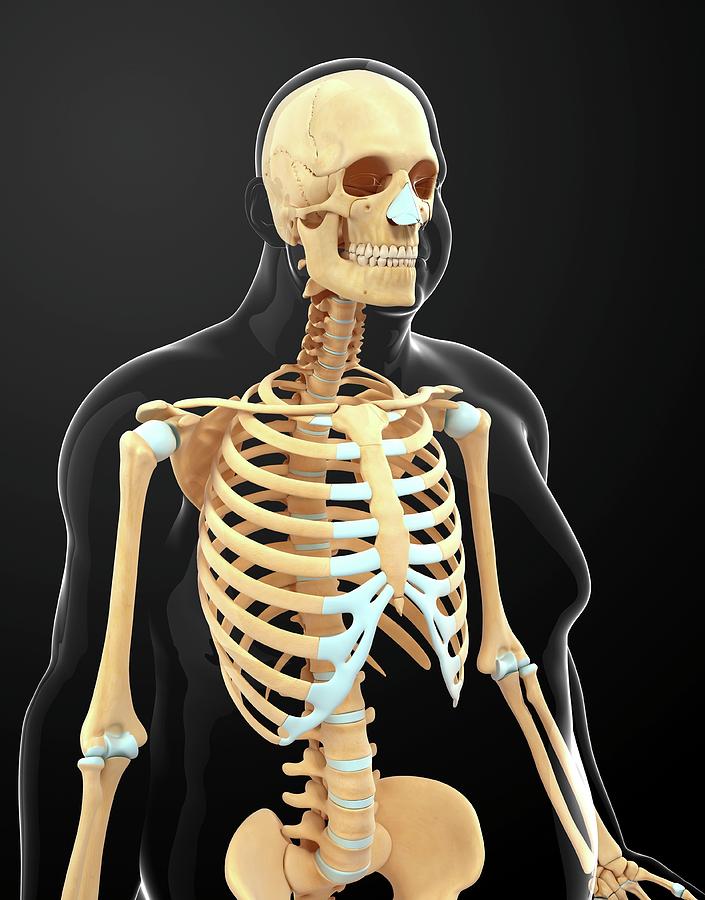Human Skeletal System #50 by Science Photo Library