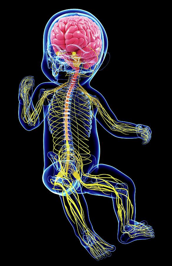 Baby's Nervous System #51 by Science Photo Library