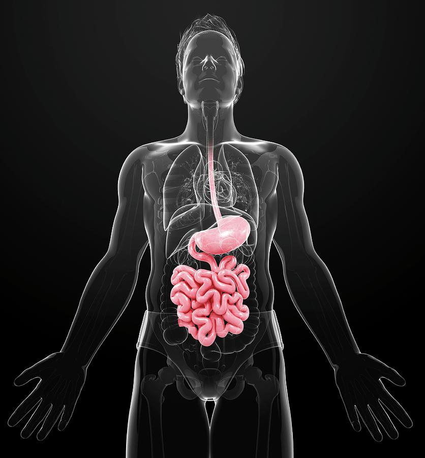 Human Digestive System Photograph by Pixologicstudio - Pixels