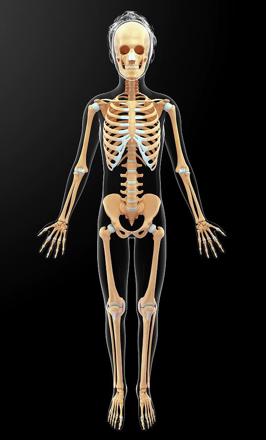 Human Skeletal System #51 by Science Photo Library