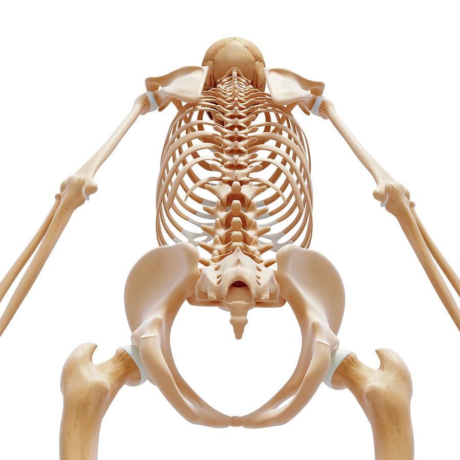 Human Foot Bones #52 by Science Photo Library