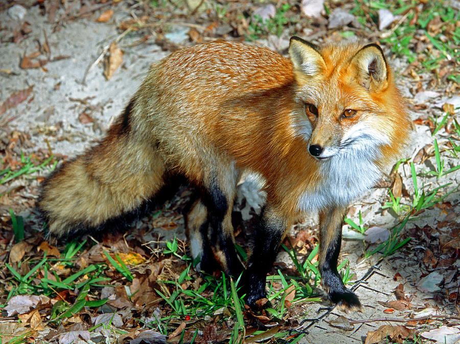 Red Fox Photograph by Millard H. Sharp - Fine Art America