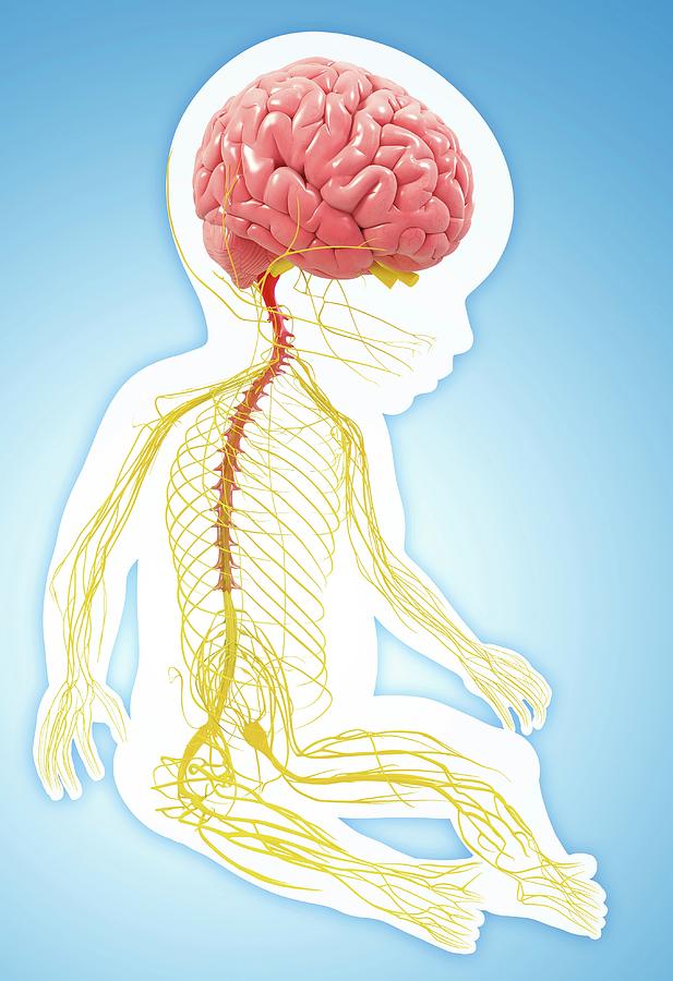 Baby's Nervous System #53 by Science Photo Library