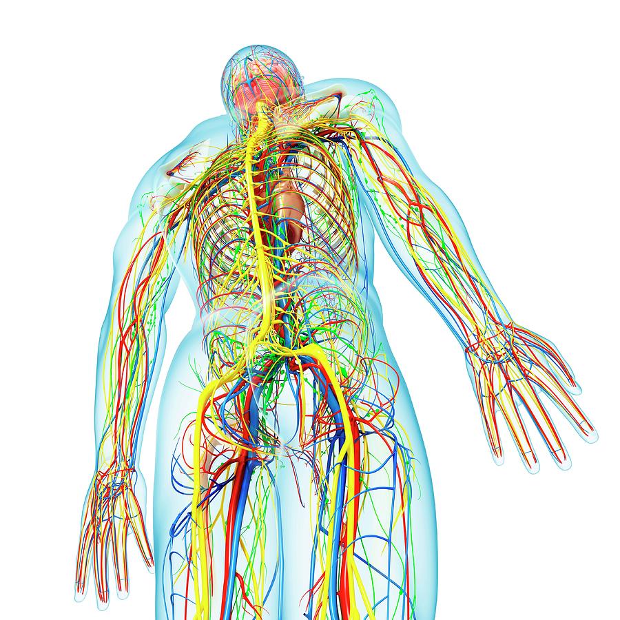 Human Anatomy Photograph by Pixologicstudio/science Photo Library ...