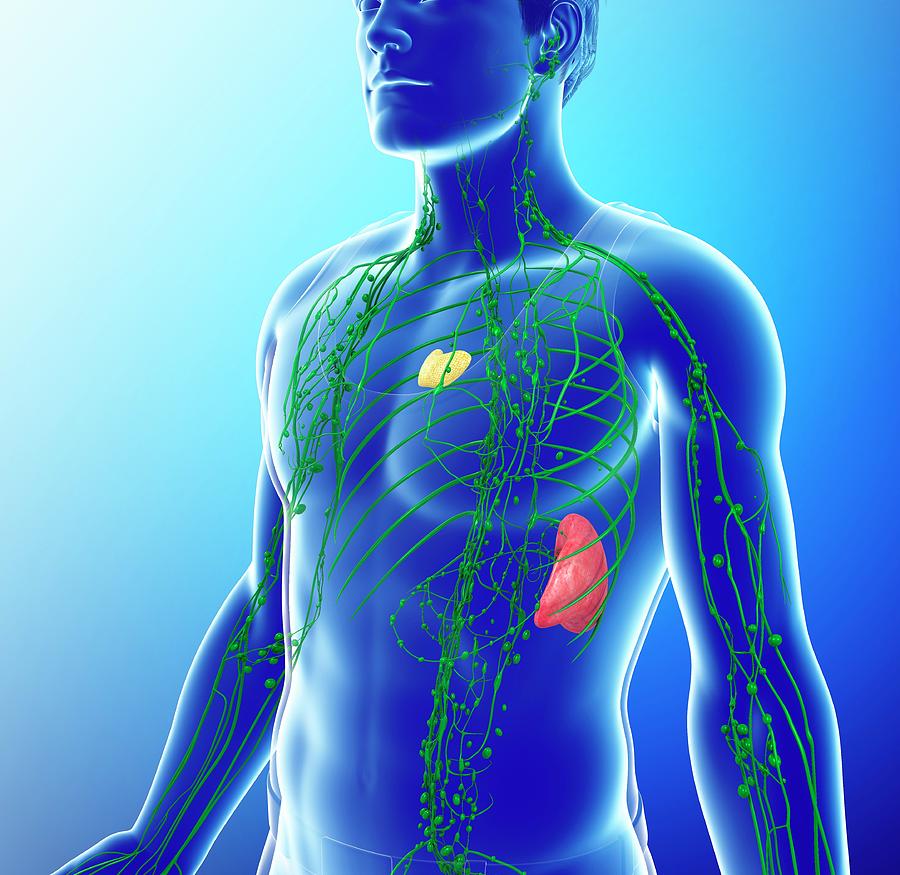 Human Lymphatic System #53 by Pixologicstudio / Science Photo Library