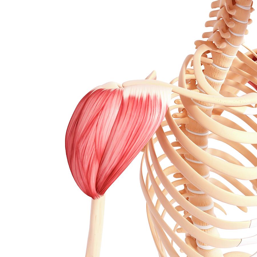 Human Shoulder Musculature #53 Photograph by Pixologicstudio/science ...