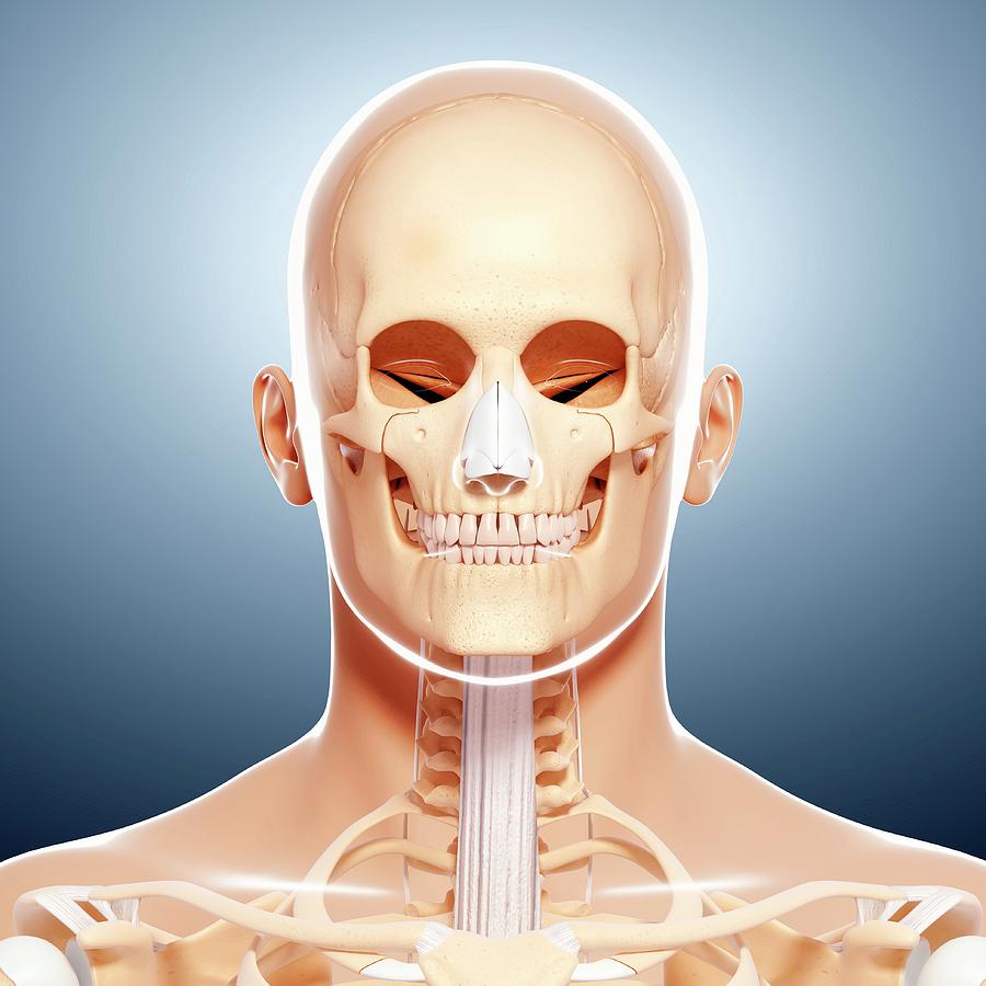 Human Skeleton Photograph by Pixologicstudio/science Photo Library ...