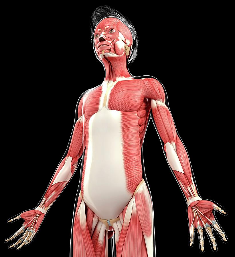 Human Muscular System Photograph by Pixologicstudio - Pixels