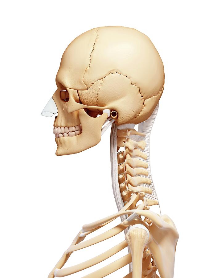 Human Skeleton Photograph by Pixologicstudio/science Photo Library ...
