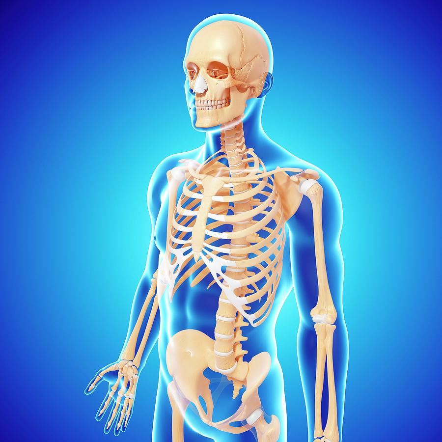 Human Skeleton Photograph by Pixologicstudio/science Photo Library - Pixels