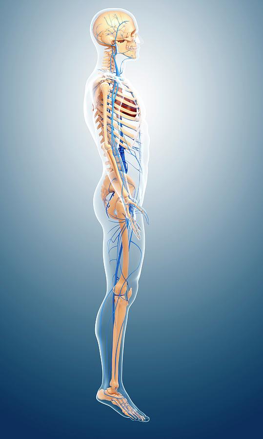 Human Veins Photograph by Pixologicstudio/science Photo Library - Pixels