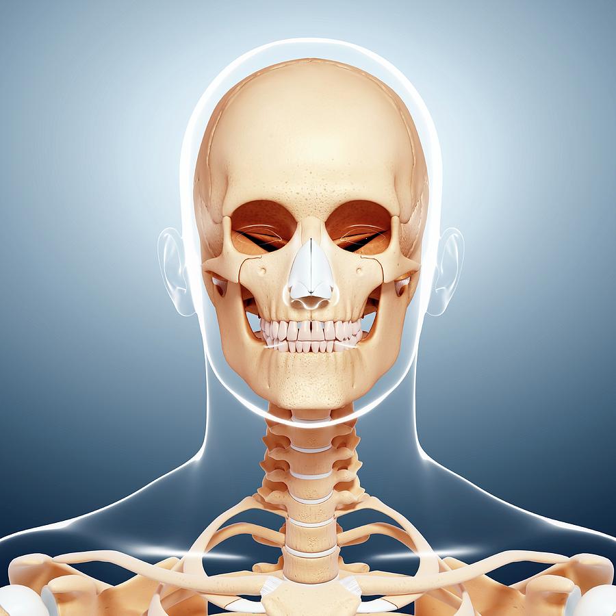Human Skeleton Photograph by Pixologicstudio/science Photo Library ...