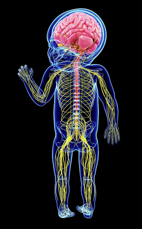 Baby's Nervous System Photograph by Pixologicstudio - Pixels