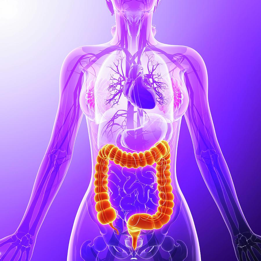 Human Digestive System #56 by Science Photo Library