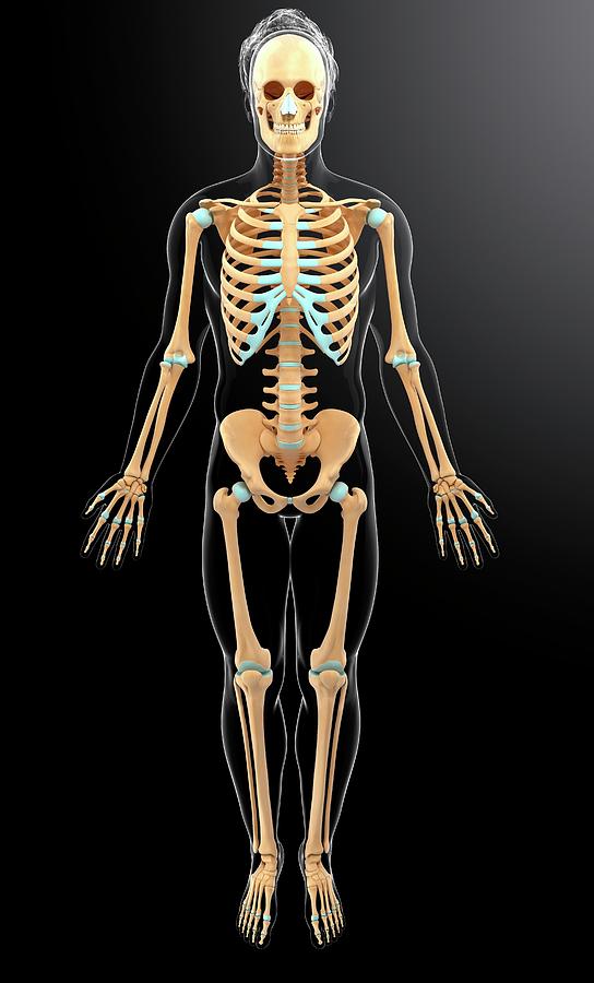 Human Skeletal System Photograph by Pixologicstudio - Fine Art America