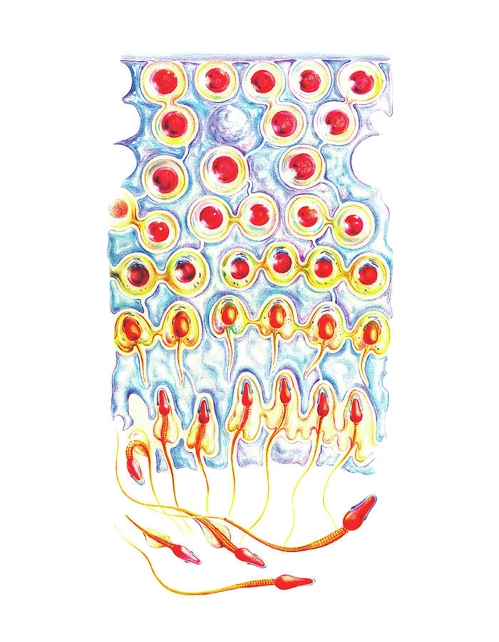 Male Genital System Photograph By Asklepios Medical Atlas
