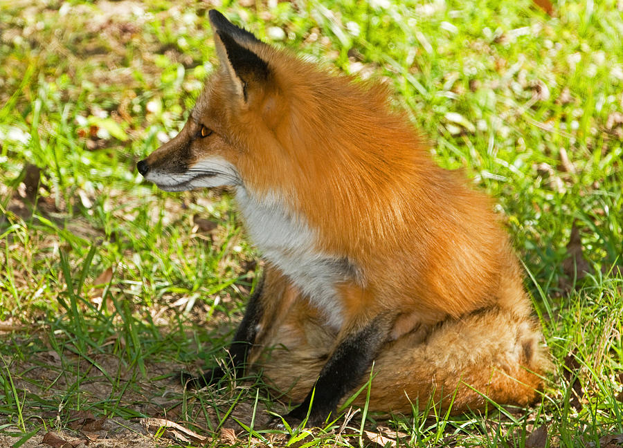 Red Fox Photograph by Millard H. Sharp - Pixels