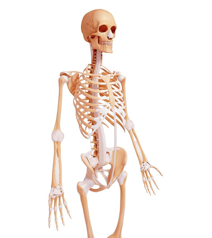 Human Skeleton Photograph by Pixologicstudio/science Photo Library