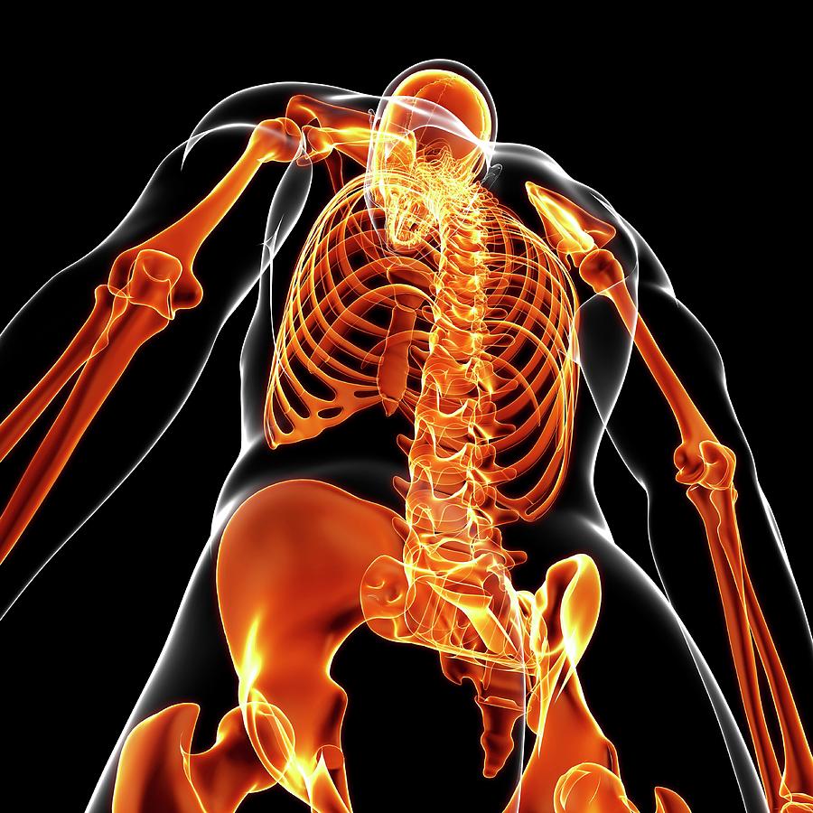 Human Skeleton Photograph by Pixologicstudio/science Photo Library ...