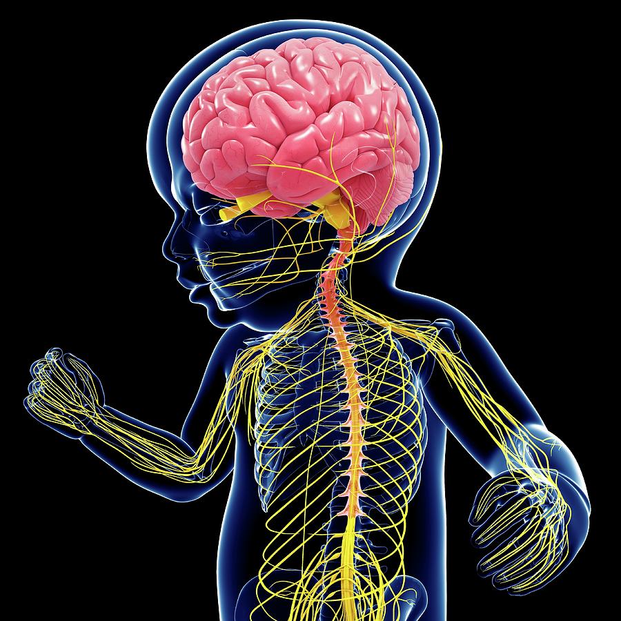 Baby's Nervous System #57 by Science Photo Library
