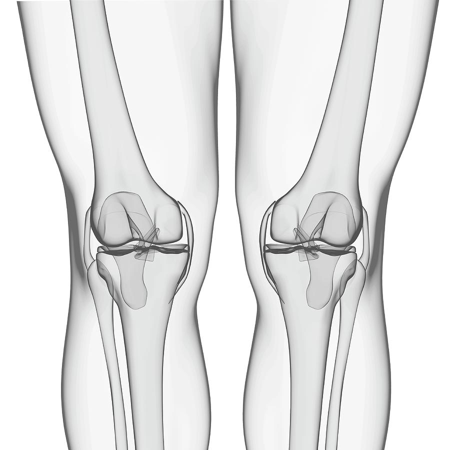 Human Leg Bones #57 by Pixologicstudio / Science Photo Library