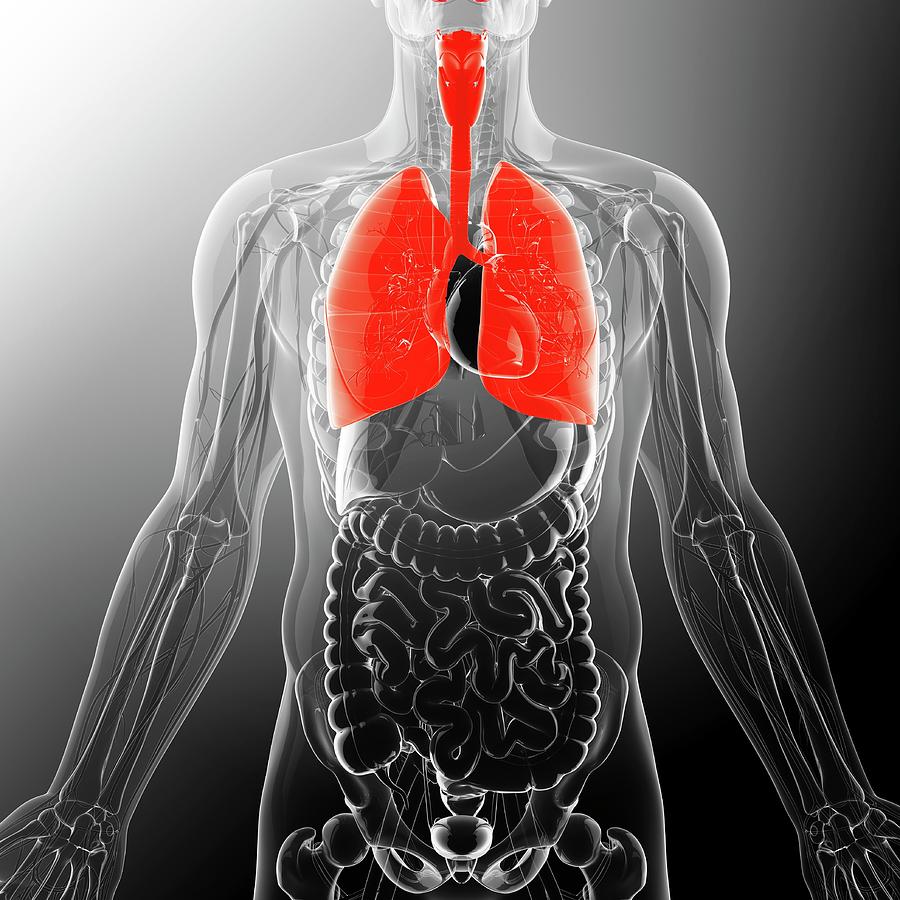 Human Respiratory System Photograph by Pixologicstudio - Pixels