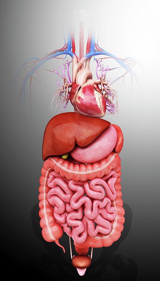 Human Internal Organs Photograph by Pixologicstudio - Pixels