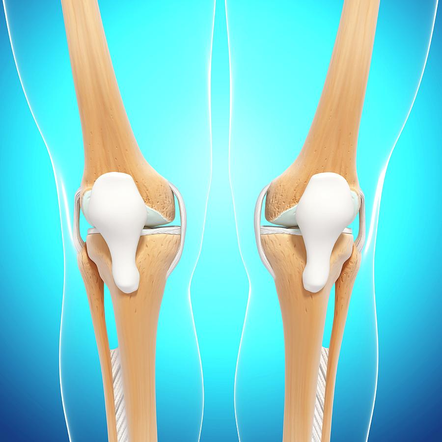 Human Leg Bones #58 by Pixologicstudio / Science Photo Library