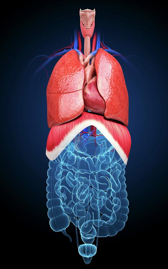 Human Respiratory System Photograph by Pixologicstudio - Pixels