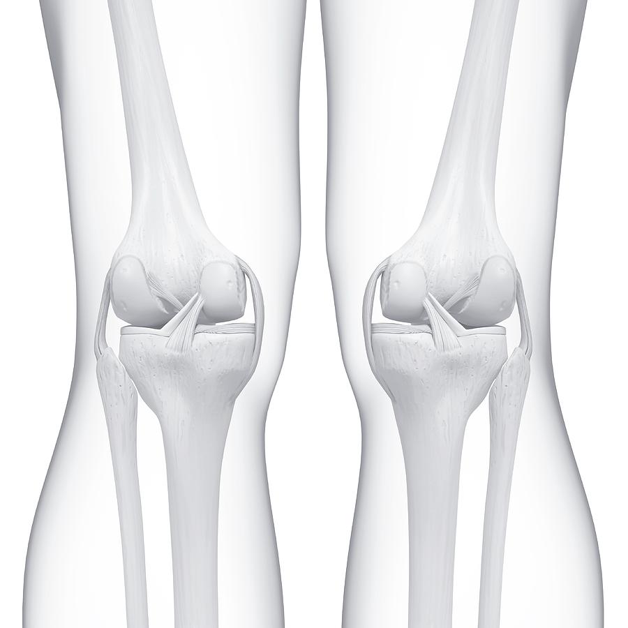 Human Leg Bones #59 by Science Photo Library
