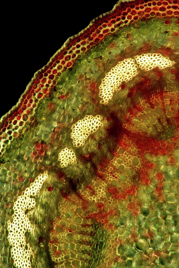 Apple Stem #6 by Science Photo Library