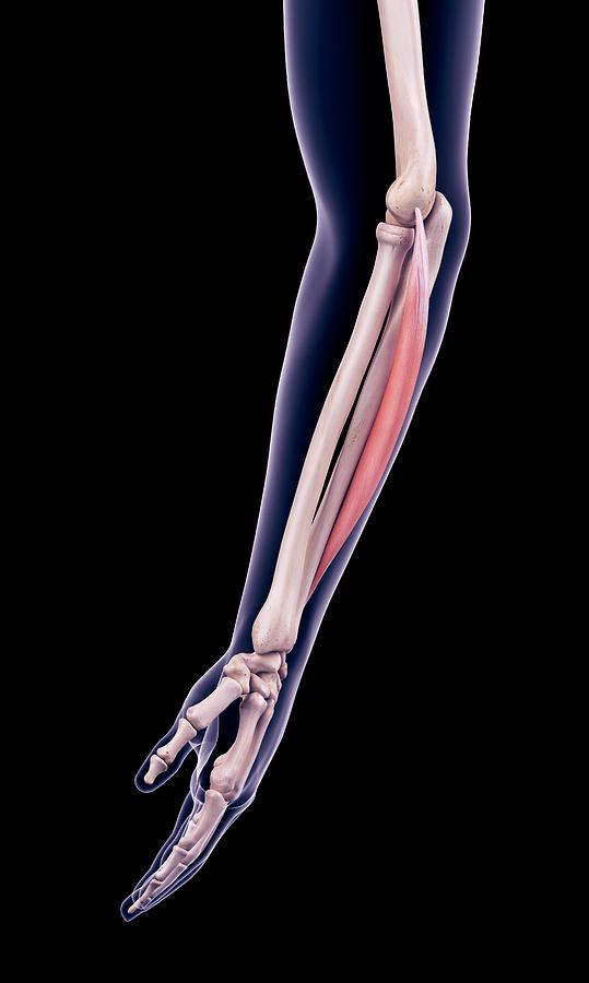 Arm Muscle Photograph by Sebastian Kaulitzki/science Photo Library ...