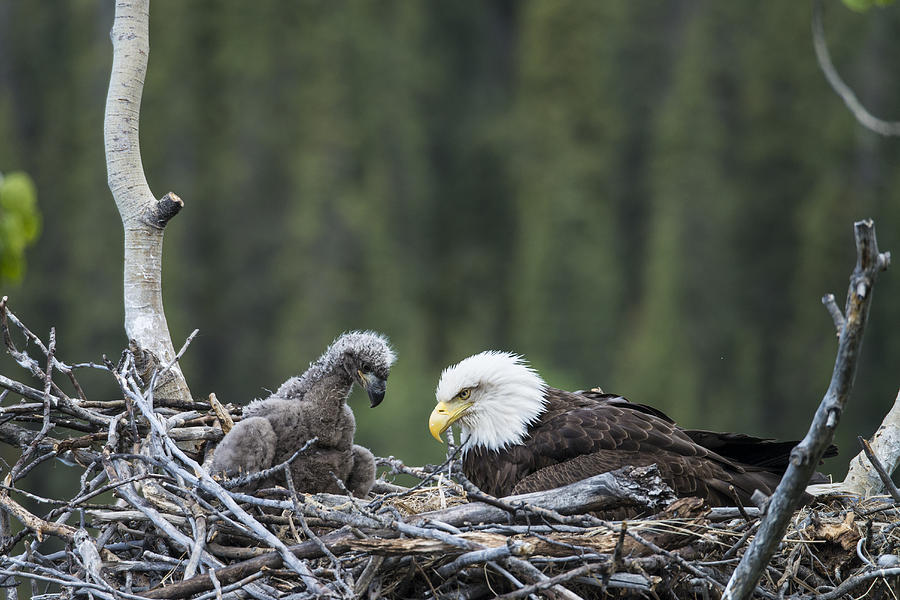 Bald Eagle Nesting Photograph by Mark Newman - Fine Art America