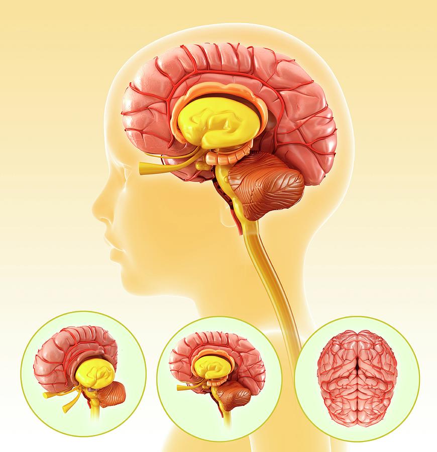 Child's Brain Anatomy Photograph by Pixologicstudio/science Photo ...