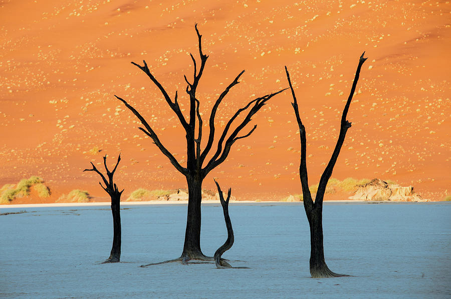 Dead Trees In A Desert, Dead Vlei Photograph by Panoramic Images - Fine ...