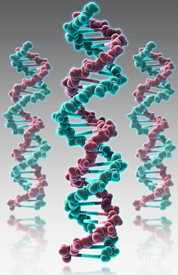 Dna, Molecular Model Photograph by Evan Oto - Fine Art America