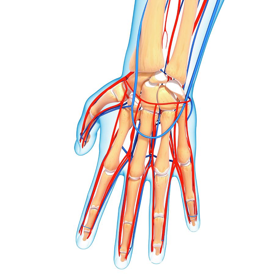 Hand Anatomy Photograph by Pixologicstudio/science Photo Library - Pixels