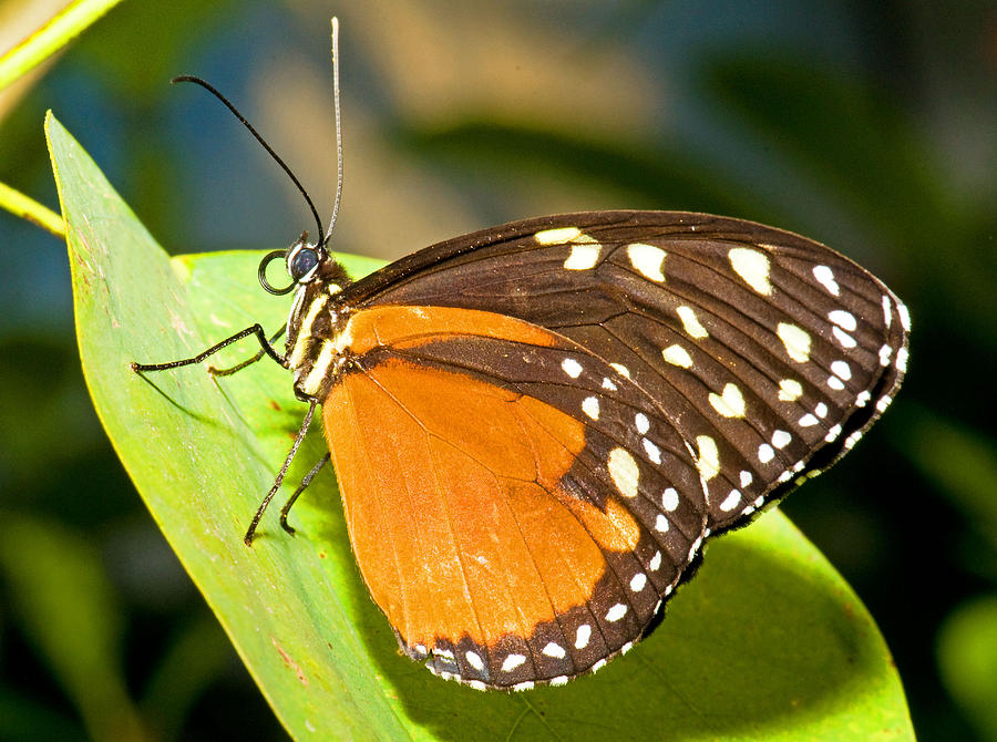 Hecale Longwing Butterfly Photograph by Millard H. Sharp - Fine Art America