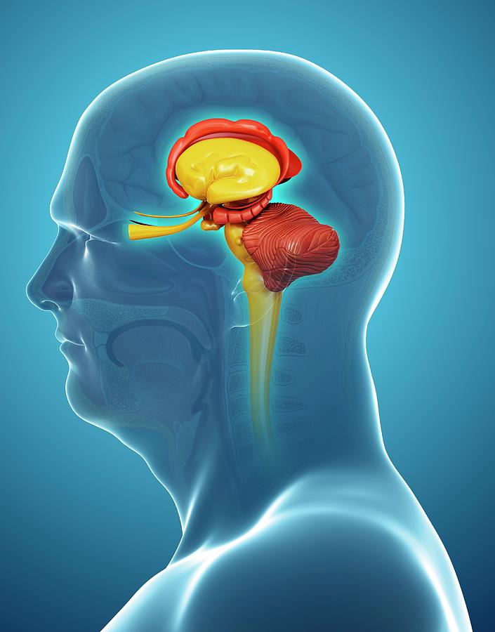 Human Brain Structures #6 by Science Photo Library