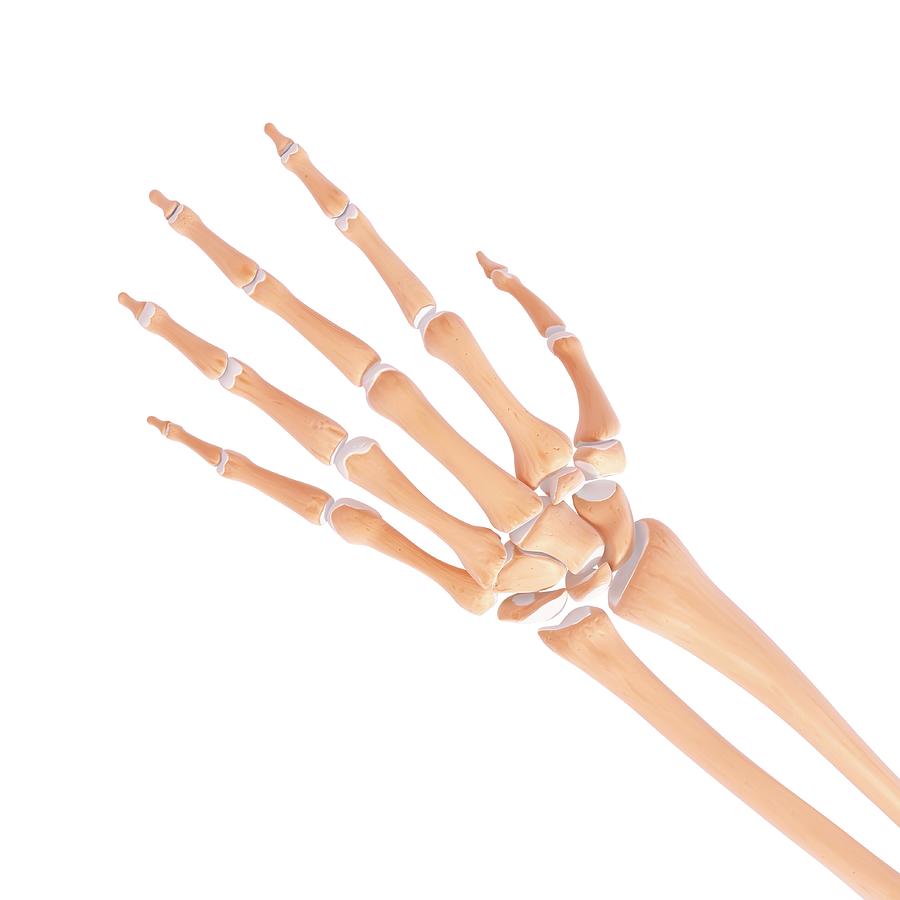 Human Hand Bones #6 by Science Photo Library