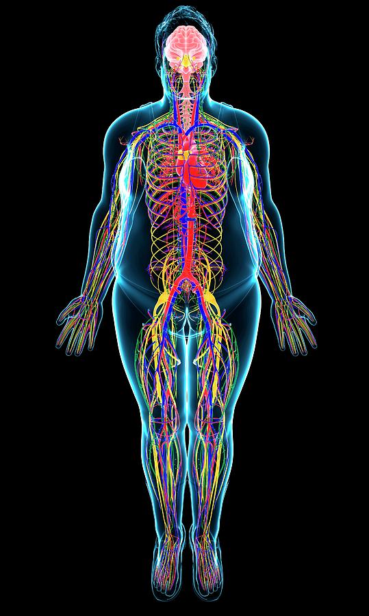 Human Internal Systems Photograph by Pixologicstudio/science Photo Library