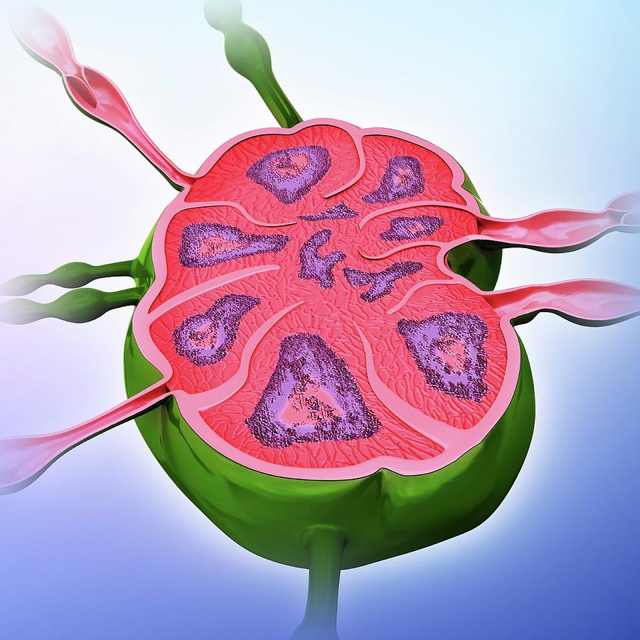 Human Lymph Node #6 Photograph by Pixologicstudio - Fine Art America