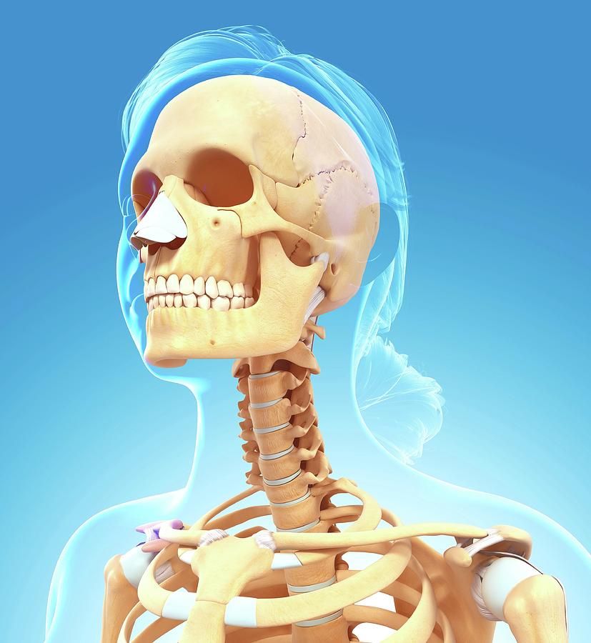 Human Skull #6 by Science Photo Library